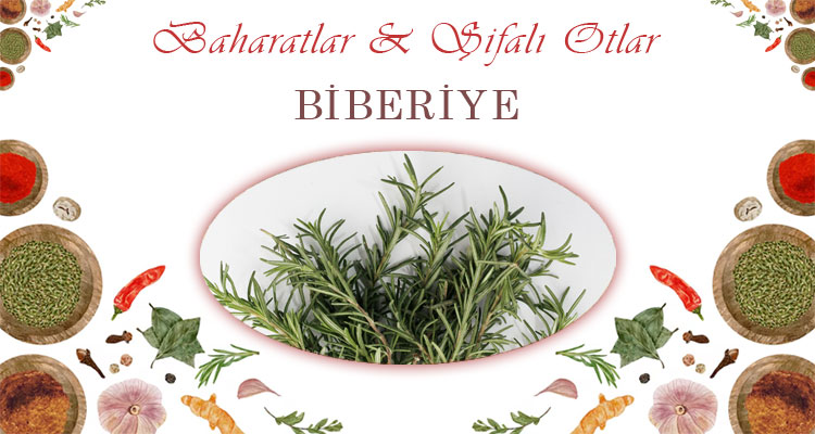 Biberiye Nedir? Biberiye'nin Özellikleri, Tıbbi Kullanımı ve Faydaları ...