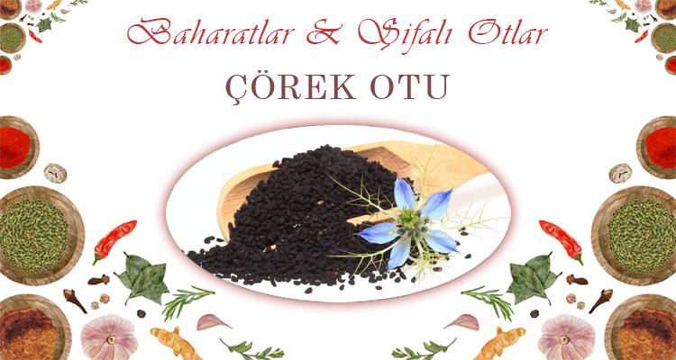 Çörek Otu Nedir? Çörek Otu'nun Özellikleri, Tıbbi Kullanımı ve ...