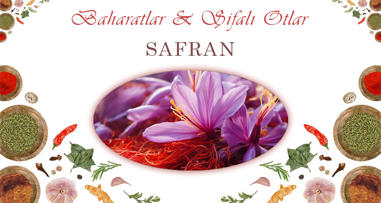 Safran Nedir? Safranın Özellikleri, Tıbbi Kullanımı ve Faydaları ...